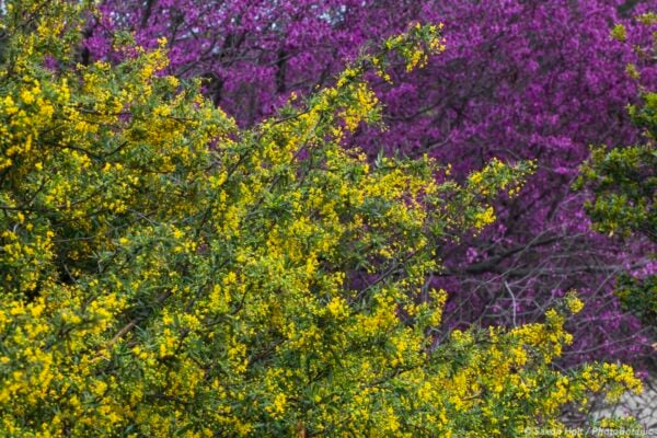 Pacific Horticulture | Plant Longevity in Summerdry Climates