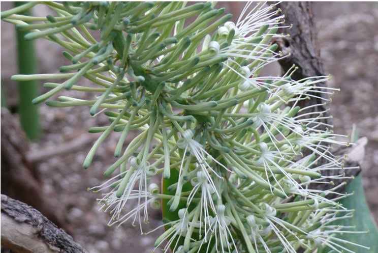 Pacific Horticulture | Understanding Habitat Origins for Houseplant ...