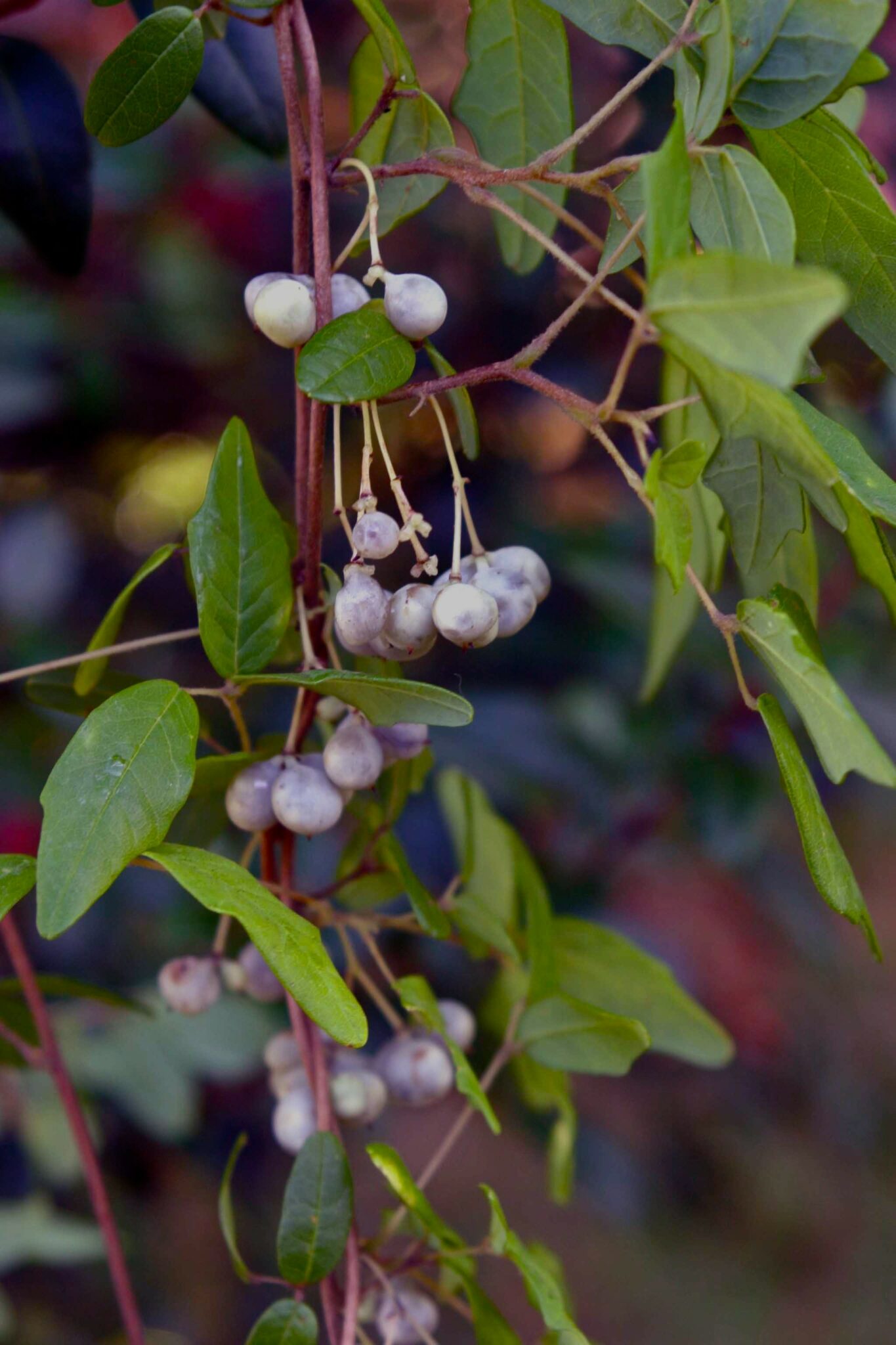 Pacific Horticulture | Chilean Flora for Pacific Region Gardeners and ...