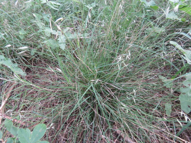 John Greenlee - Pacific Horticulture