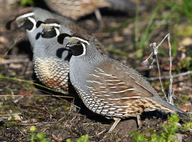 Pacific Horticulture | Feeding the Birds, Au Naturel