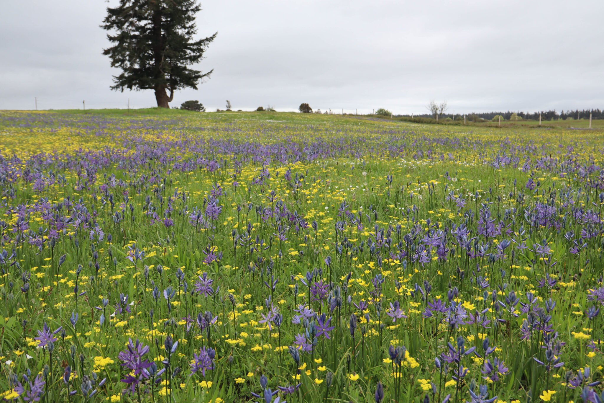 Pacific Horticulture | Plant of the Month: Camas