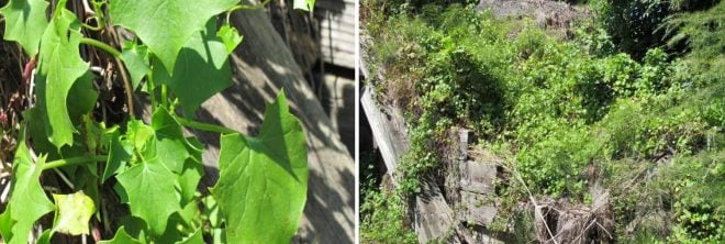 Pacific Horticulture | Invasive Plants Are Still Being Sold: Preventing ...