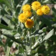 Jeff Rosendale - Pacific Horticulture