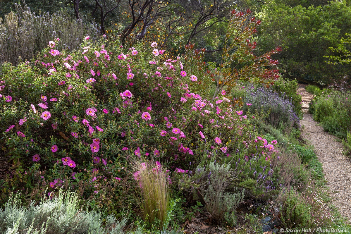 Pacific Horticulture | Plant Longevity in Summerdry Climates