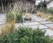 Pacific Horticulture | Sustainable Defensible Space & Resilient Landscapes