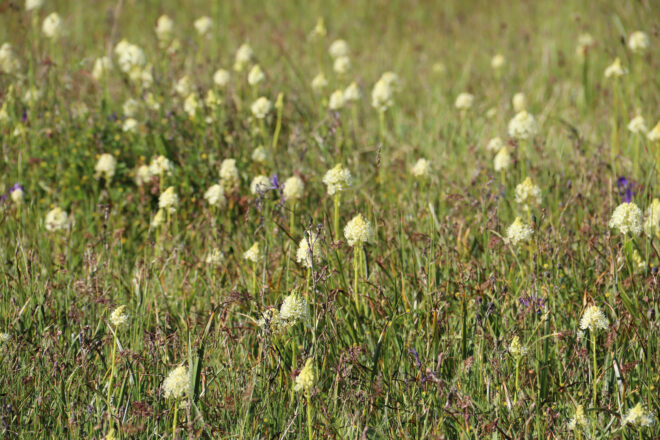 Pacific Horticulture | Plant of the Month: Camas