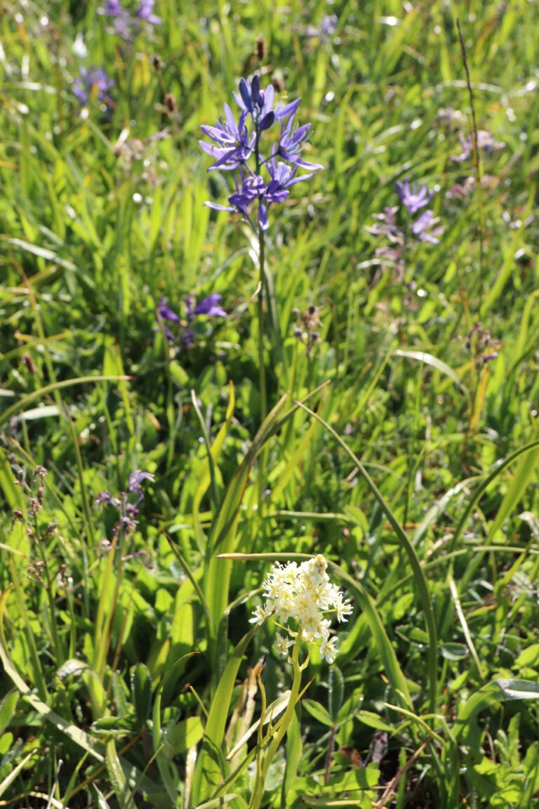 Pacific Horticulture | Plant of the Month: Camas