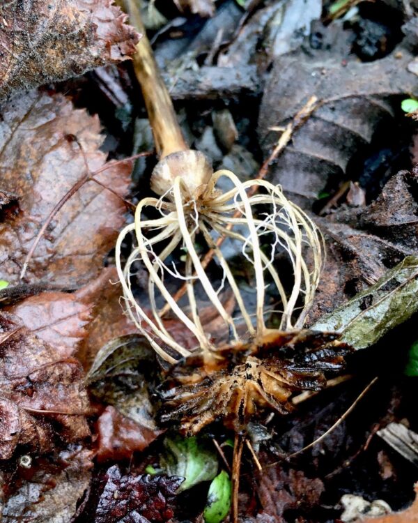 Pacific Horticulture | Low Maintenance Gardens - Better for Pollinators ...