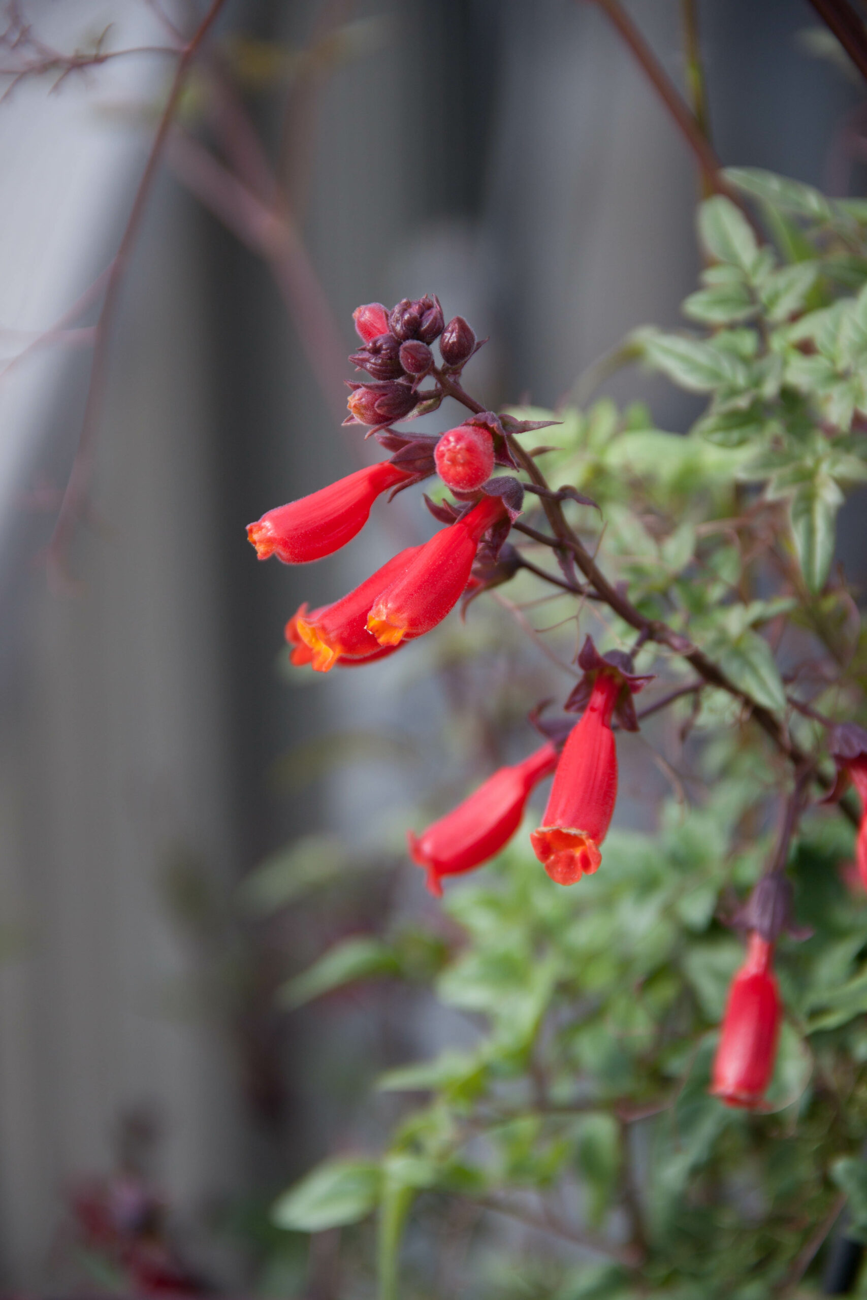 Pacific Horticulture | The Native Flora of Chile in The Traveler’s ...