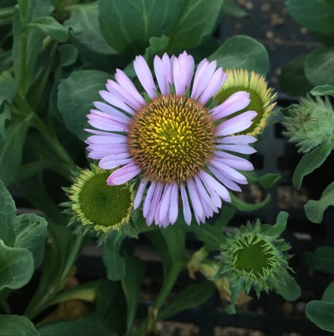 Rick Flores - Pacific Horticulture