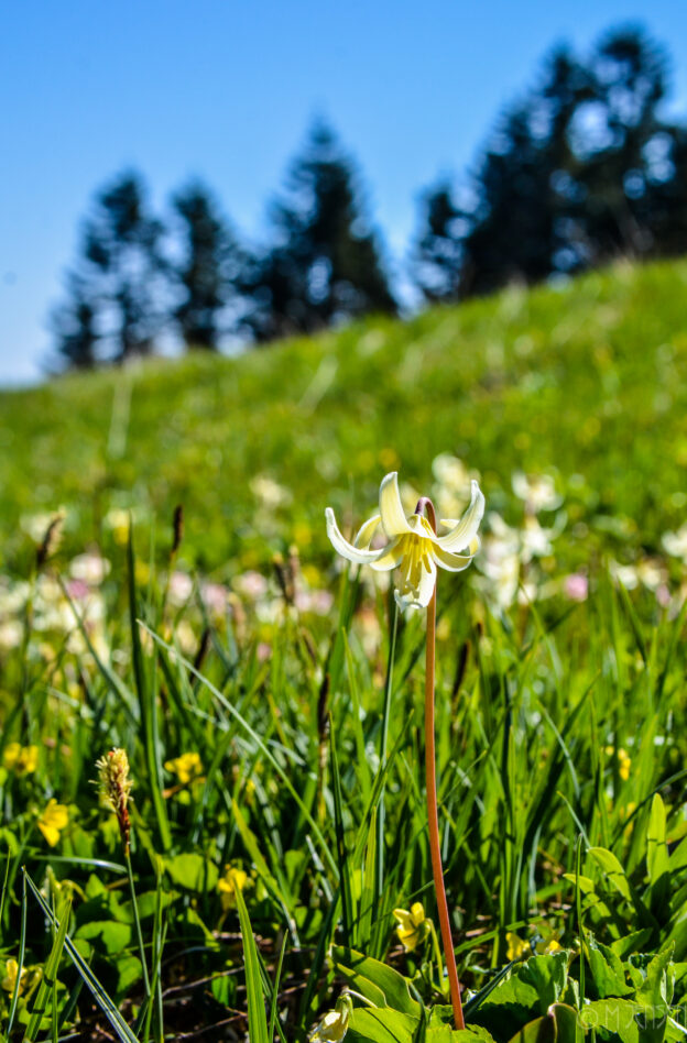 Pacific Horticulture | Marys Peak: The Oregon Coast Range’s Sky Island