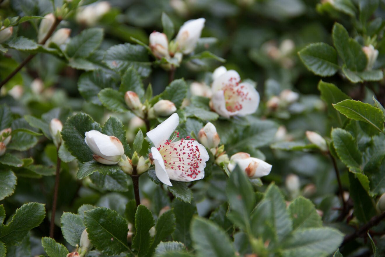 Pacific Horticulture | The Native Flora of Chile in The Traveler’s ...