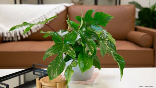 Pacific Horticulture | Beautiful Belvedere