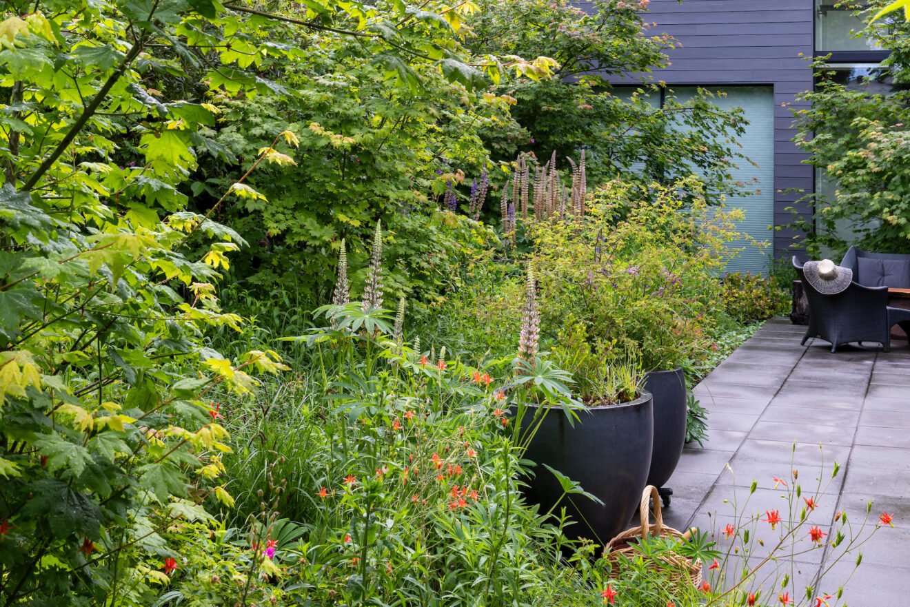 Pacific Horticulture | Natural Beauties: Two Seattle Award-winners ...
