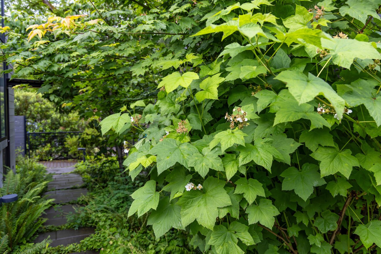 Pacific Horticulture | Natural Beauties: Two Seattle Award-winners ...