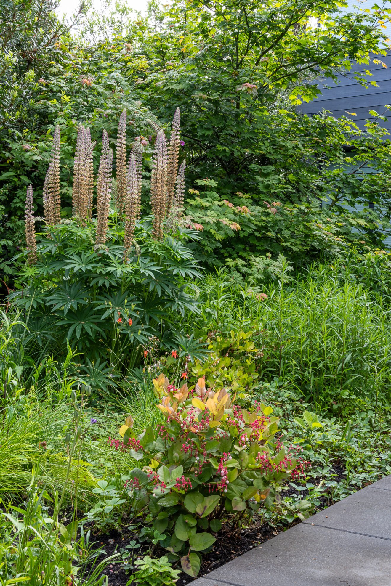 Pacific Horticulture | Natural Beauties: Two Seattle Award-winners ...