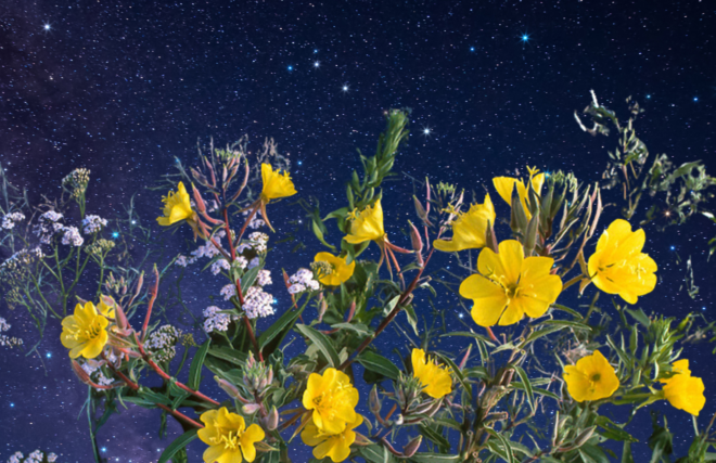 Pacific Horticulture | The Night Garden: Design for Pollinators and ...
