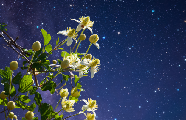 Pacific Horticulture | The Night Garden: Design for Pollinators and ...