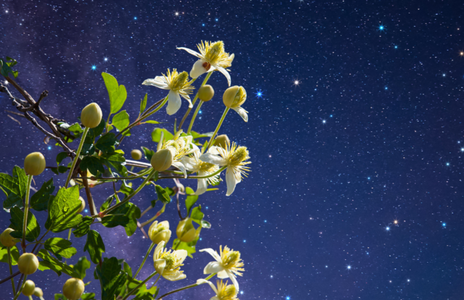 Pacific Horticulture | The Night Garden: Design for Pollinators and ...