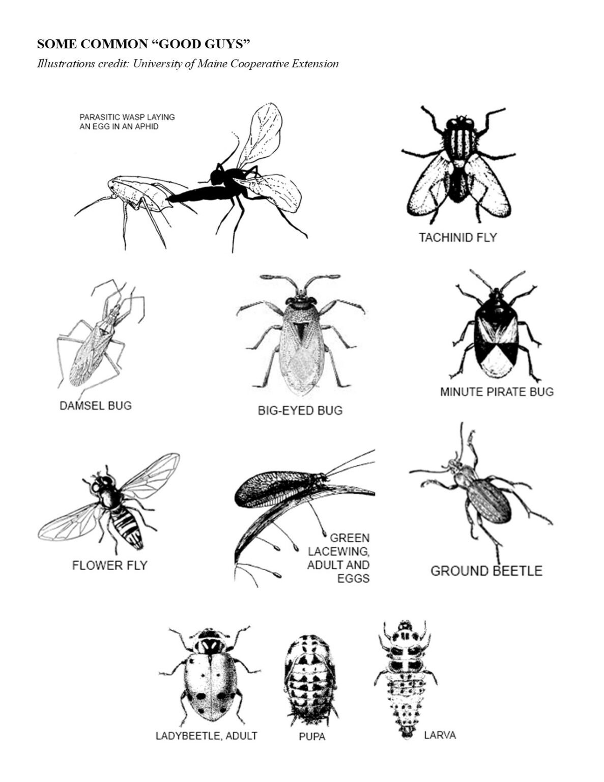 Pacific Horticulture | Book Review: Back to the New Basics by Joe Seals