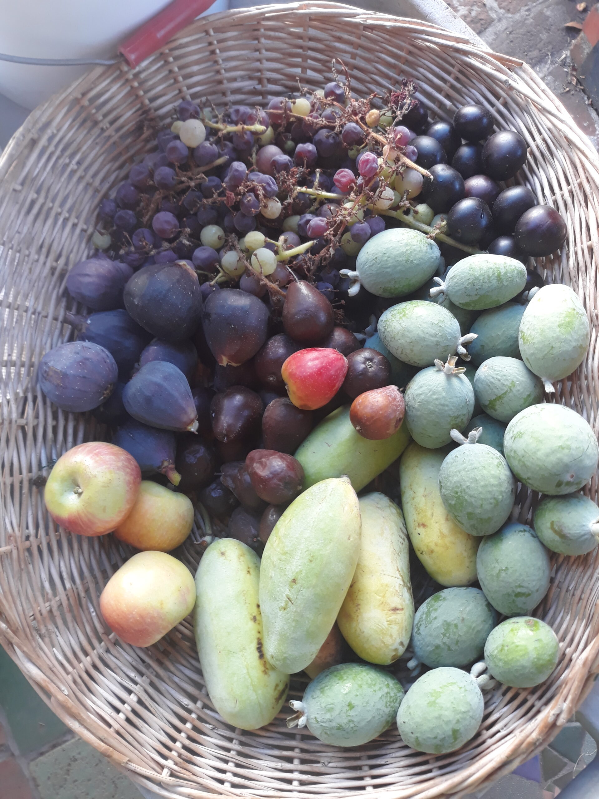 Pacific Horticulture | How and Why to Grow Your Own Fruit