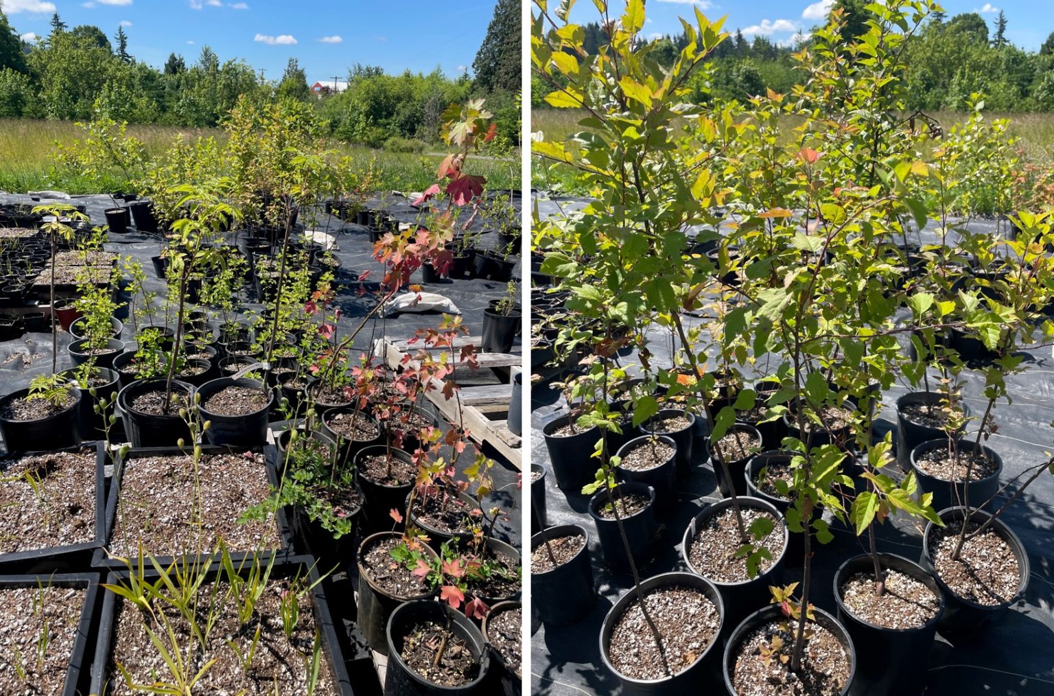 Pacific Horticulture | Growing a New Generation of Farmers, One Plot at ...