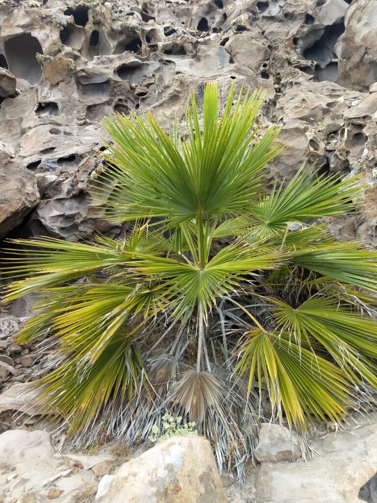 Pacific Horticulture | A Plant-Love Story: A Palm Tree on an Island of ...