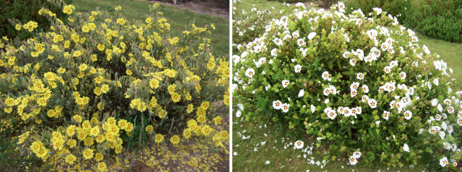 Pacific Horticulture | Add Year-Round Interest and Winter Blooms for ...