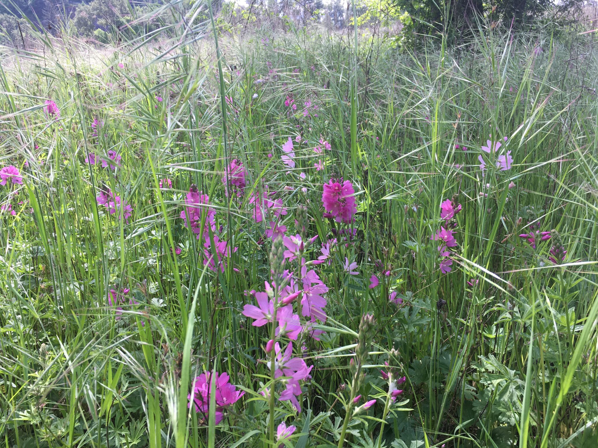 Pacific Horticulture | Witch Hazel: Queen of Winter