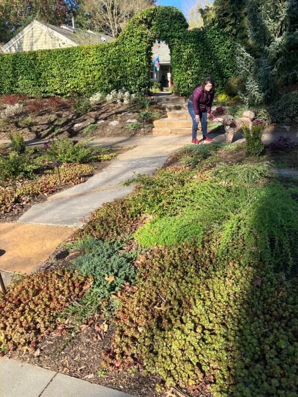 Pacific Horticulture | Blanket the Ground - Native Groundcover ...