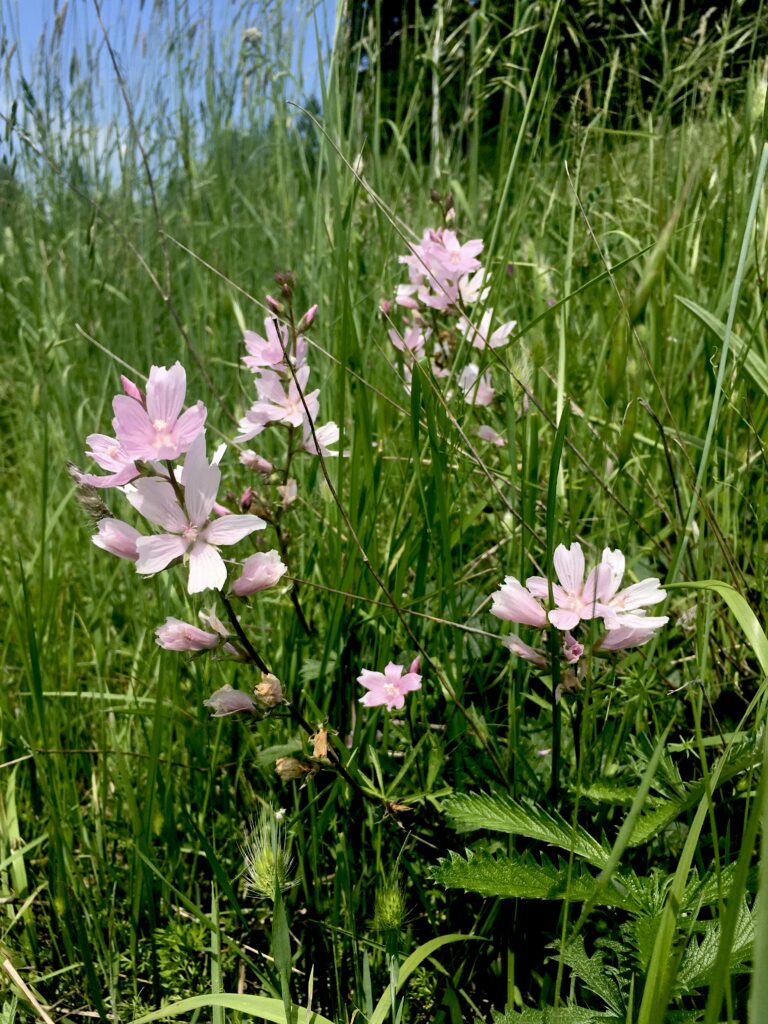 Pacific Horticulture | Checkermallow Love—for Beauty, Conservation, and ...