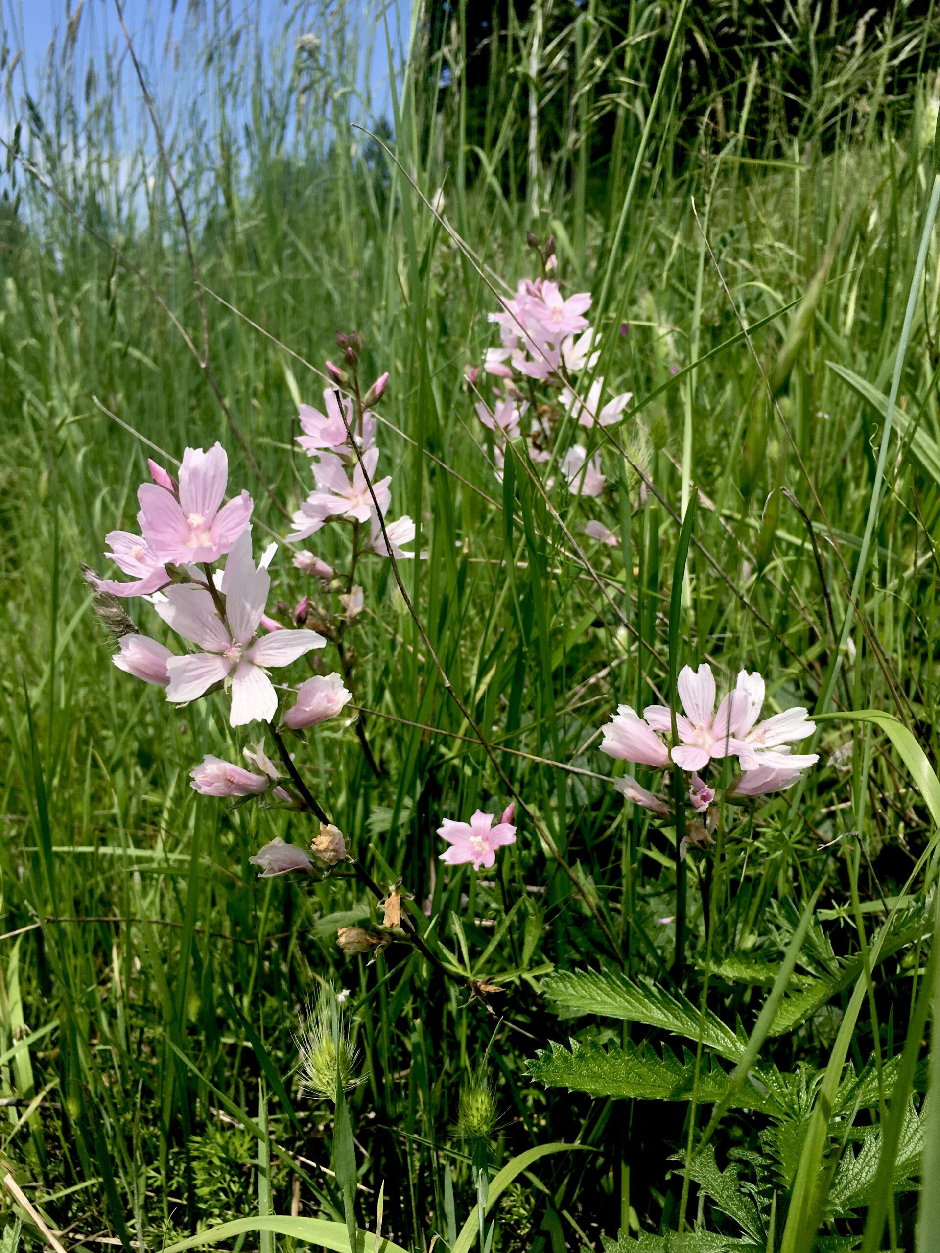 Pacific Horticulture | Checkermallow Love—for Beauty, Conservation, and ...