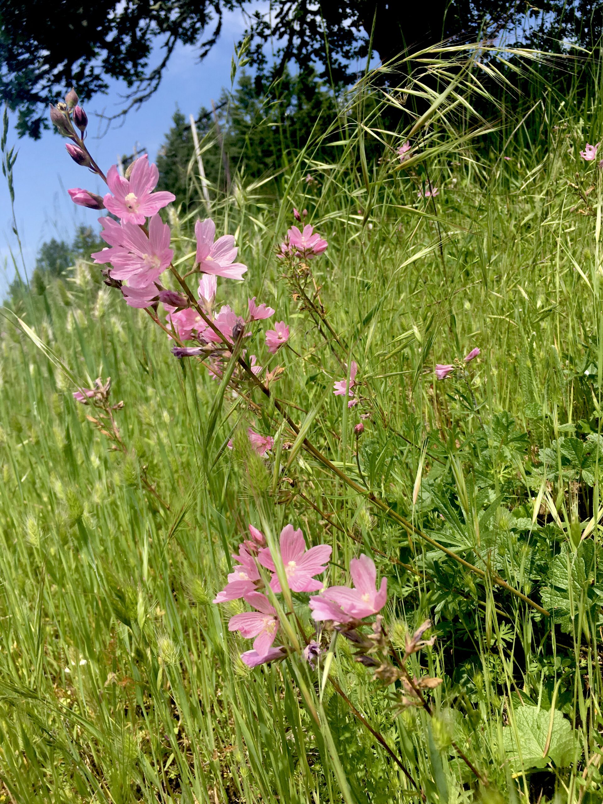 Pacific Horticulture | Checkermallow Love—for Beauty, Conservation, and ...