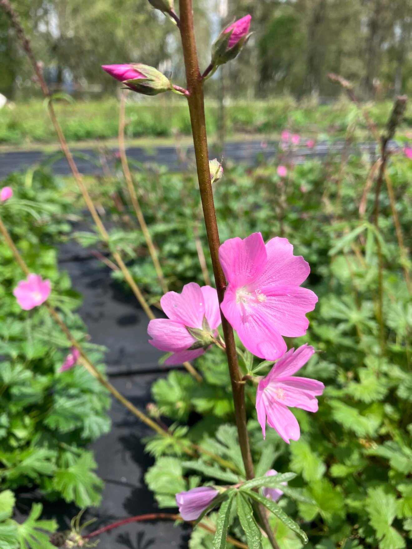 Pacific Horticulture | Checkermallow Love—for Beauty, Conservation, and ...