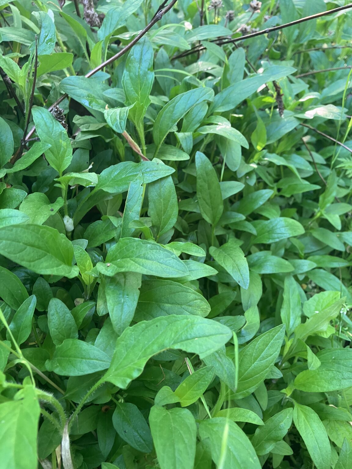 Pacific Horticulture | Blanket the Ground - Native Groundcover ...