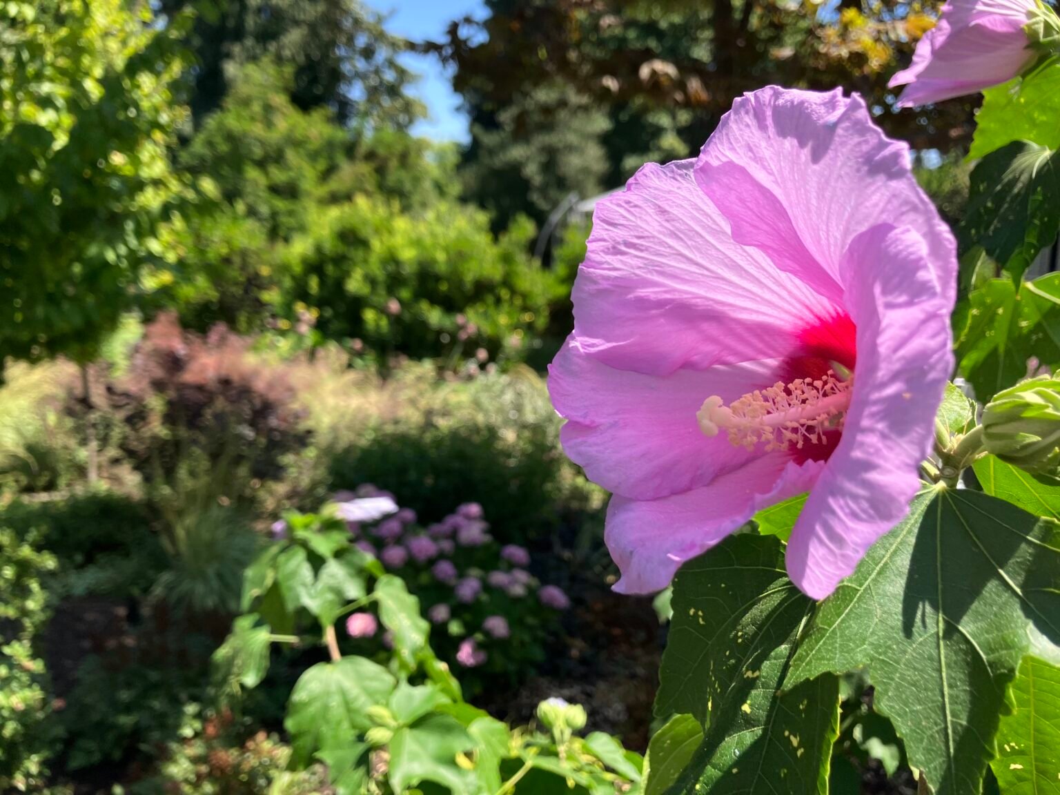 Pacific Horticulture | Checkermallow Love—for Beauty, Conservation, and ...