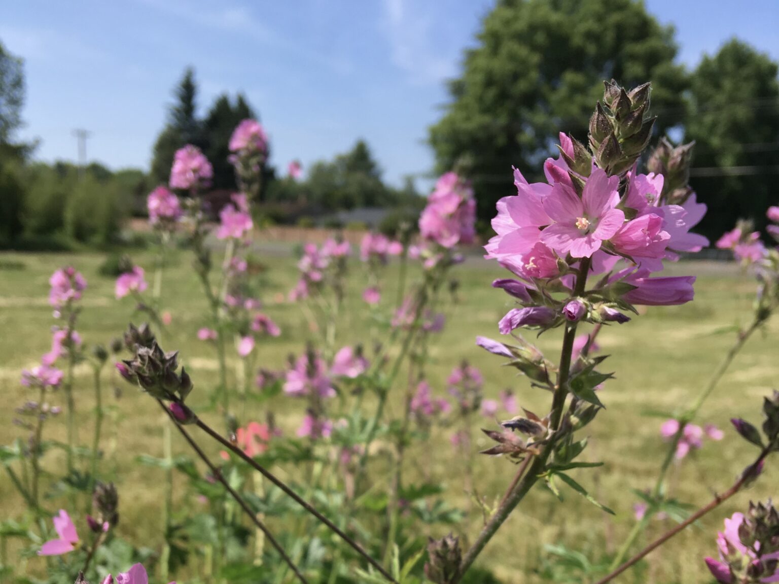 Pacific Horticulture | I Did My Graduate Research in a Garden Ecology ...