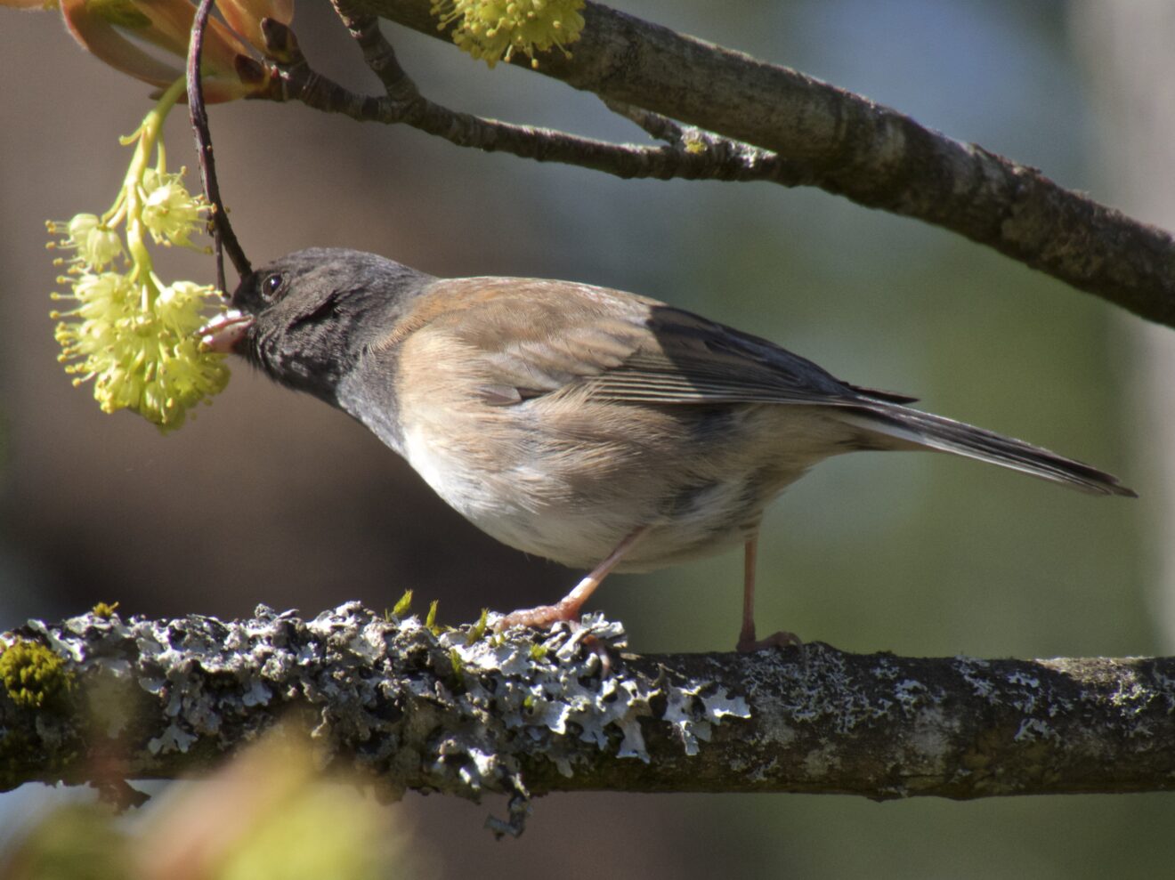 Pacific Horticulture | Feeding the Birds, Au Naturel