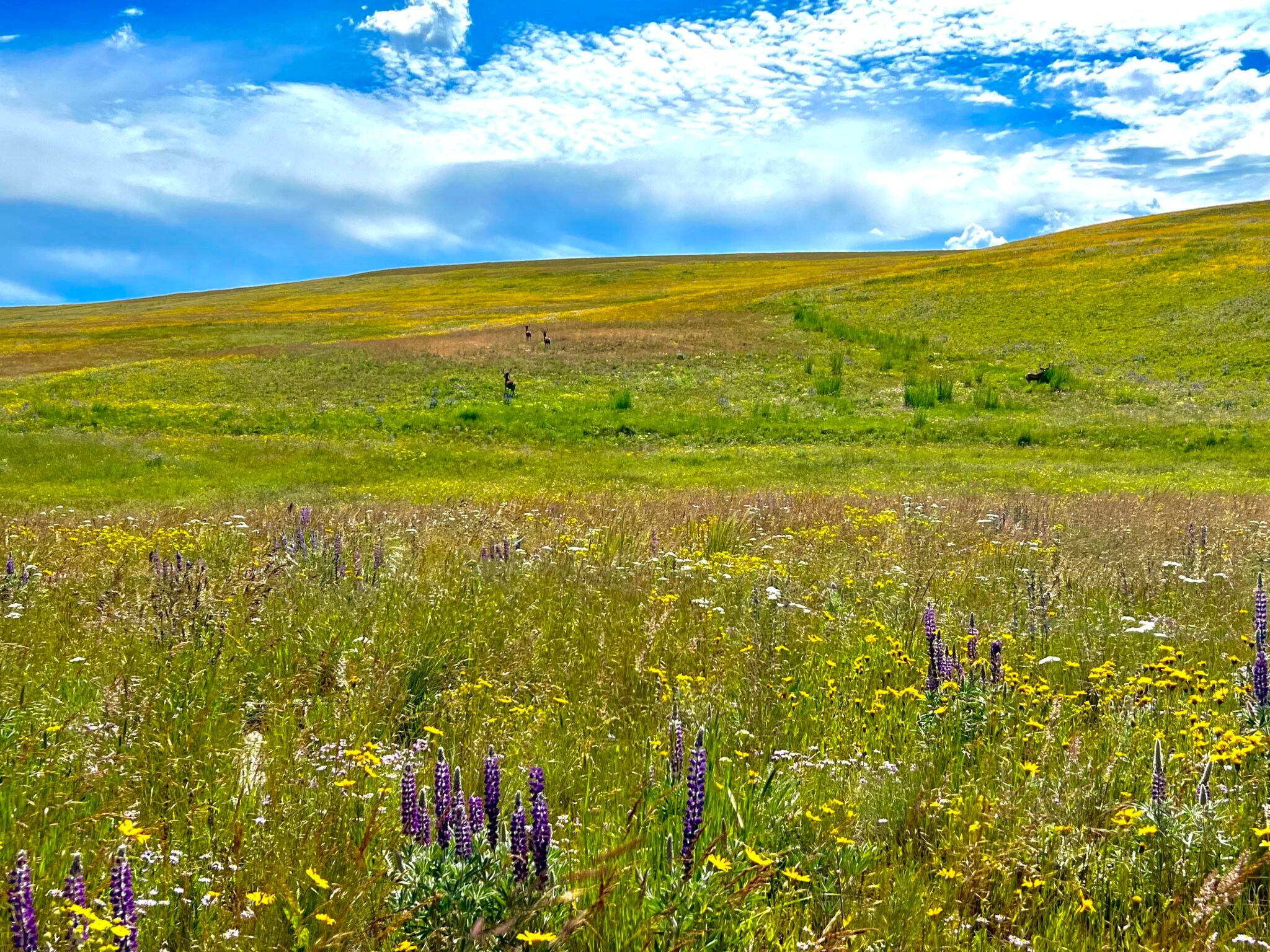 Pacific Horticulture | Zumwalt Prairie Preserve Invites Gazing ...