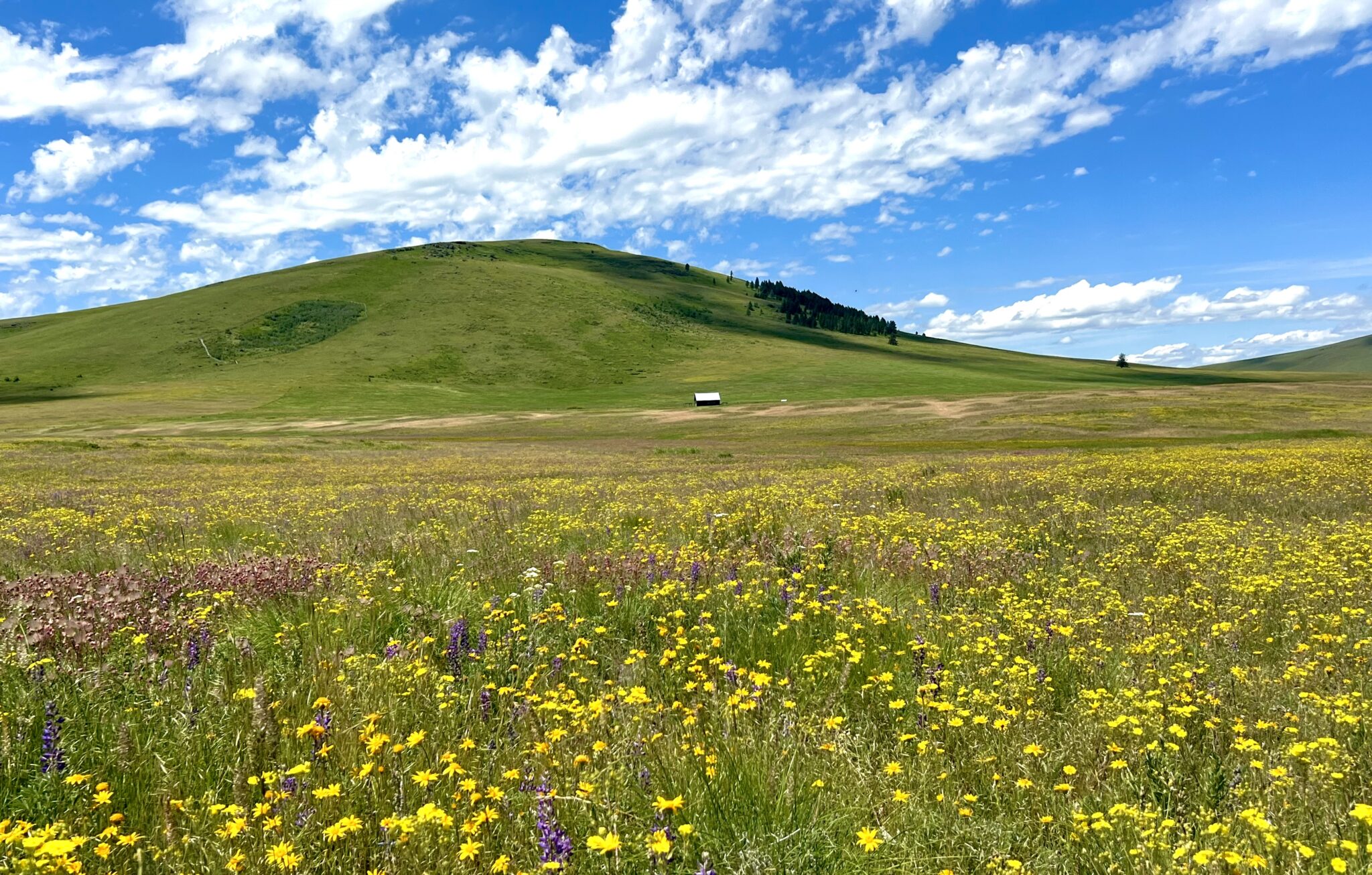 Pacific Horticulture | Zumwalt Prairie Preserve Invites Gazing ...