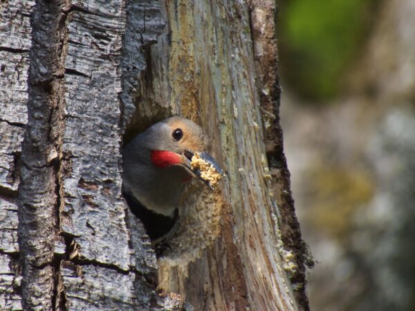 Pacific Horticulture | Feeding the Birds, Au Naturel