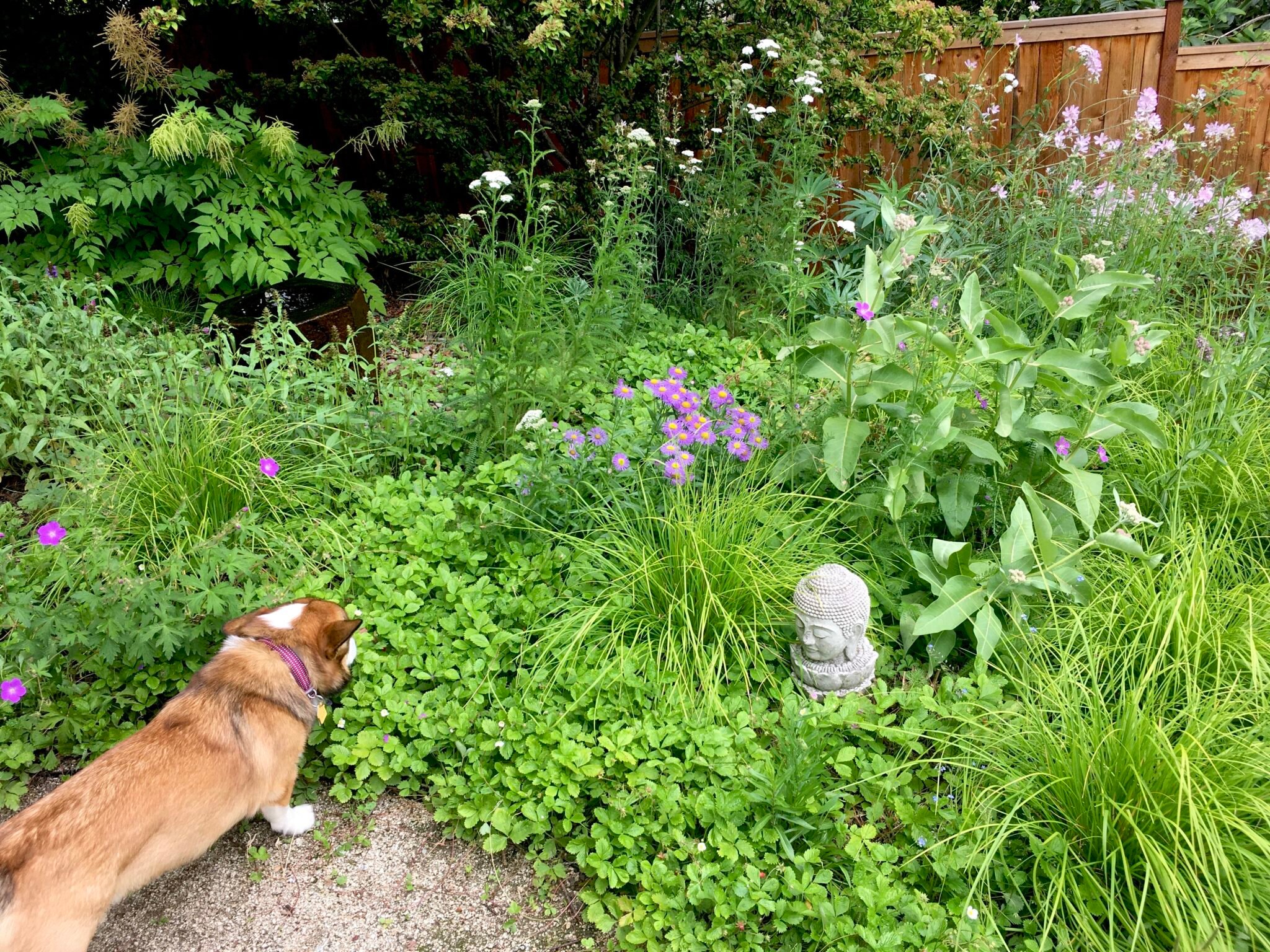 Pacific Horticulture | Checkermallow Love—for Beauty, Conservation, and ...