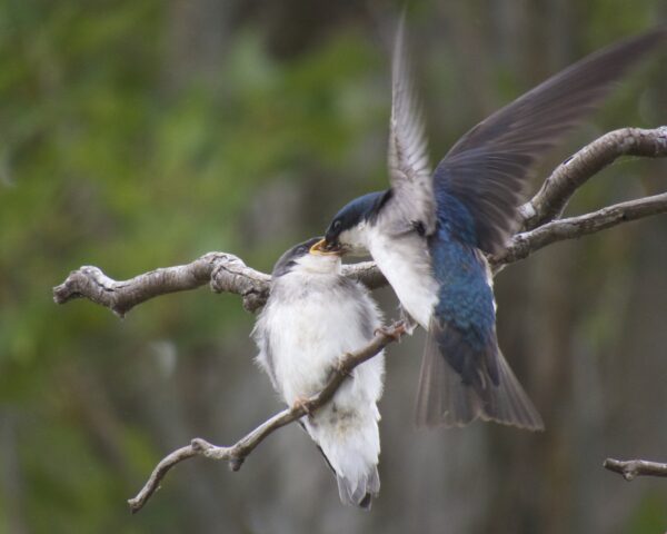 Pacific Horticulture | Feeding the Birds, Au Naturel