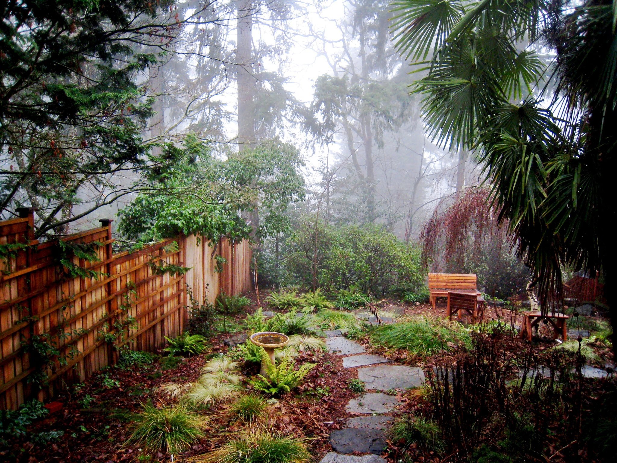 Pacific Horticulture | The Allure of Forest Gardens