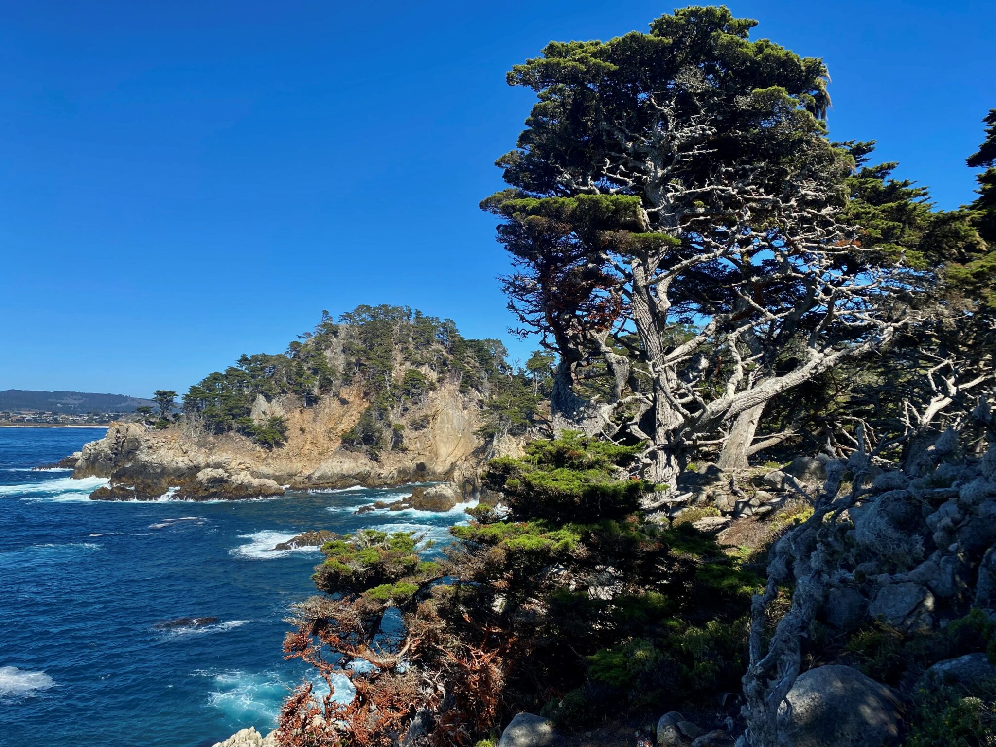 Pacific Horticulture | Wonderment of the Monterey Cypress - A Plant ...