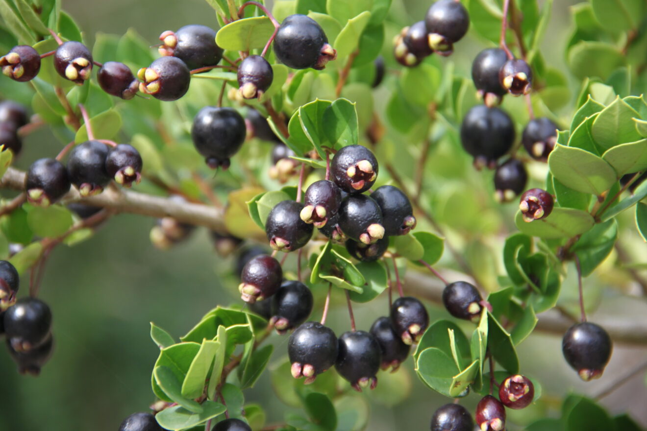 Pacific Horticulture | Manzanita