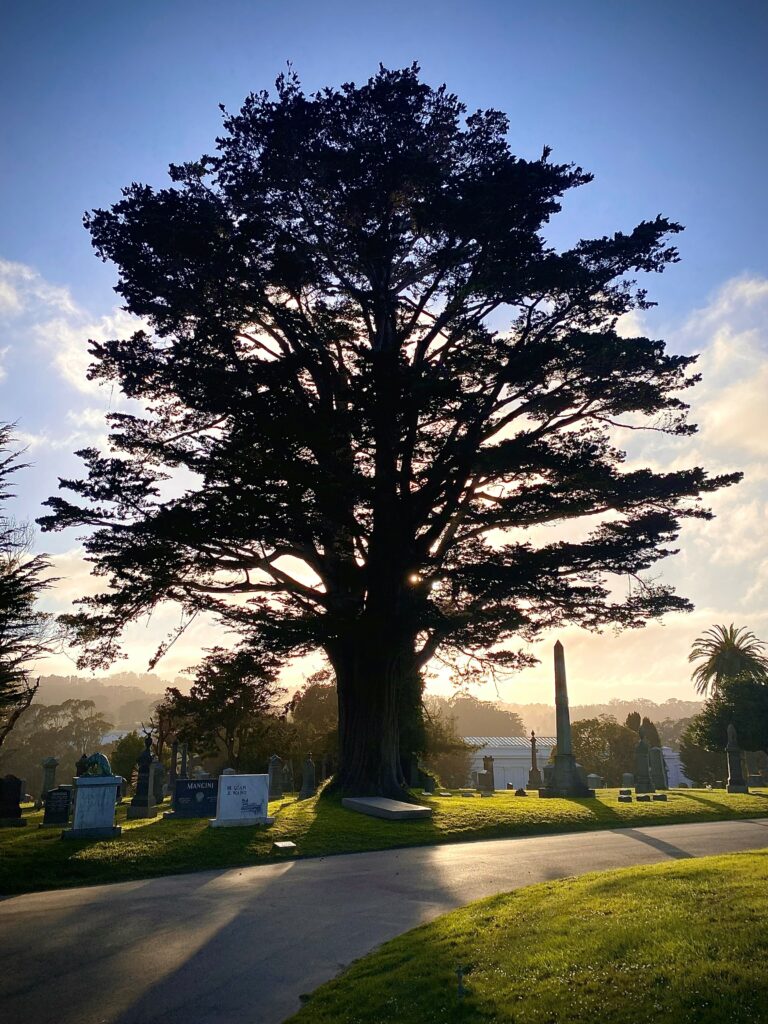 Pacific Horticulture | Wonderment of the Monterey Cypress - A Plant Love Story