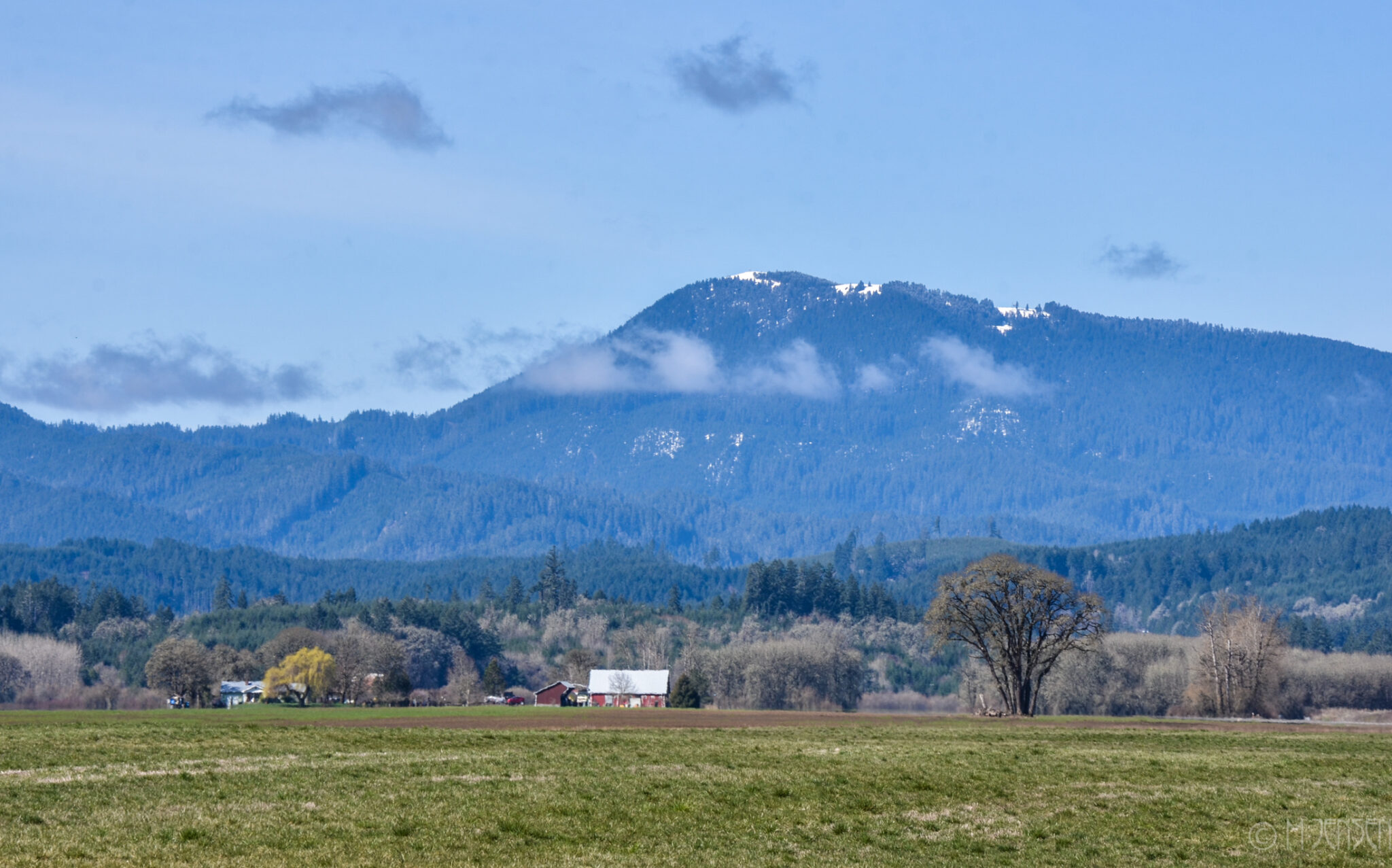 Pacific Horticulture | Marys Peak: The Oregon Coast Range’s Sky Island