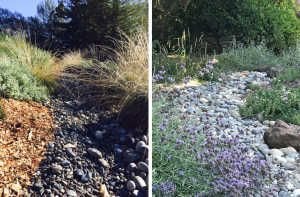 Pacific Horticulture | Sustainable Defensible Space & Resilient Landscapes